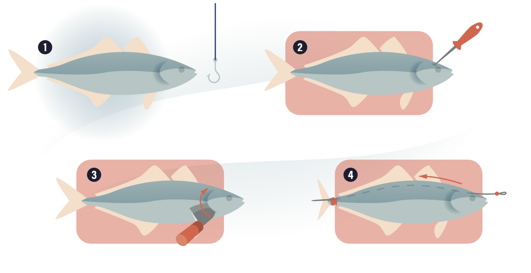 Ike-jime – Pesca ABC